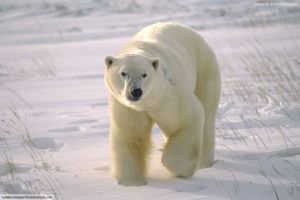 Ringed Seal Facts, Pictures & Information: Discover A Common Arctic Seal