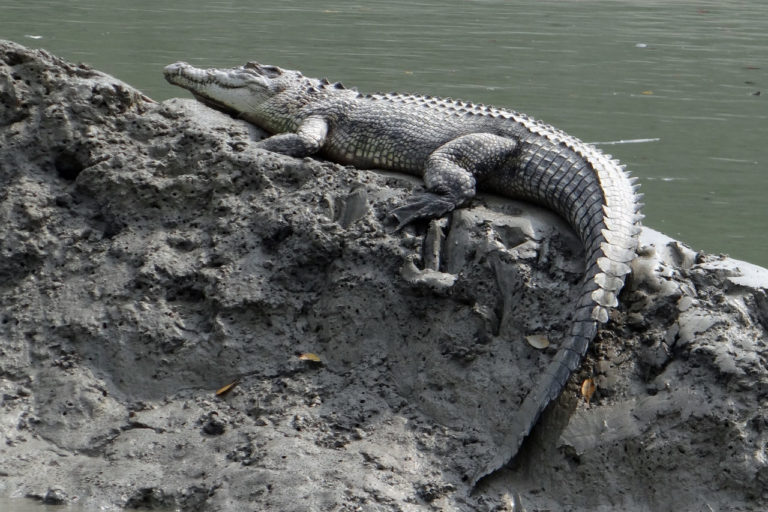 Australian Reptiles List, Pictures & Facts: Amazing Reptiles Of Australia