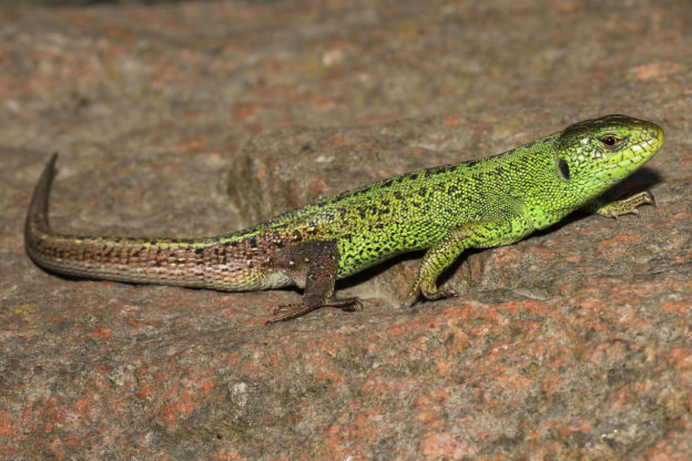 British Reptiles List, Pictures & Facts: Includes Every Reptile In The UK
