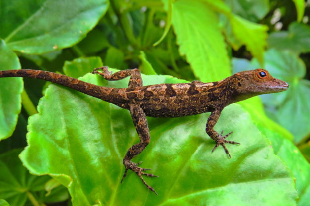 Reptiles The Ultimate Guide All You Need To Know About Reptiles