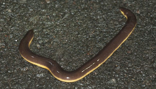 Amphibians: Facts, Pictures & Information, Complete Guide To Amphibians