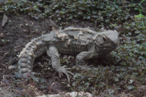 Tuatara Facts, Pictures, Video & In-Depth Info: Discover A Living Fossil