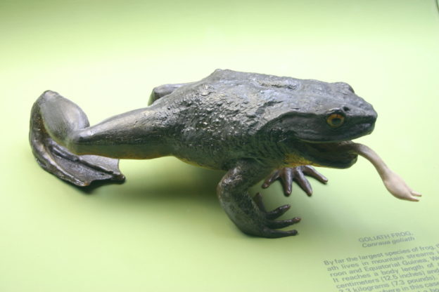 Goliath Frog Facts, Pictures & Information: The Biggest Frog In The World