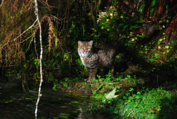 Bobcat Facts, Pictures & Information: An Awesome American Predator.