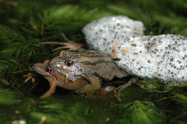 Australian Amphibians List with Pictures & Facts: The Amazing Frogs of ...