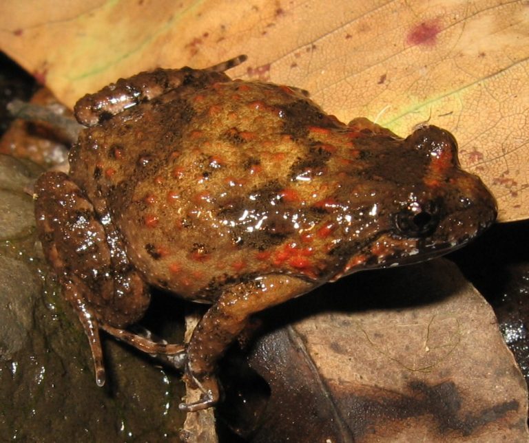Australian Amphibians List with Pictures & Facts: The Amazing Frogs of ...