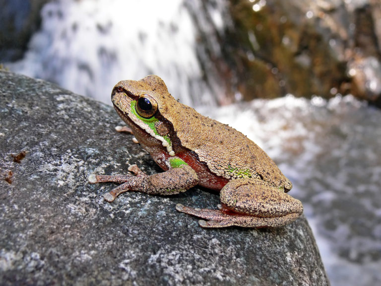 Australian Amphibians List with Pictures & Facts: The Amazing Frogs of ...