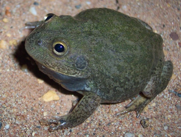 Australian Amphibians List with Pictures & Facts: The Amazing Frogs of ...