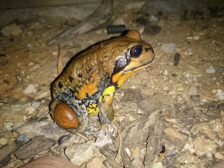 Australian Amphibians List with Pictures & Facts: The Amazing Frogs of ...