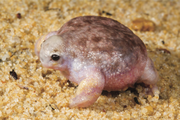 Australian Amphibians List with Pictures & Facts: The Amazing Frogs of ...