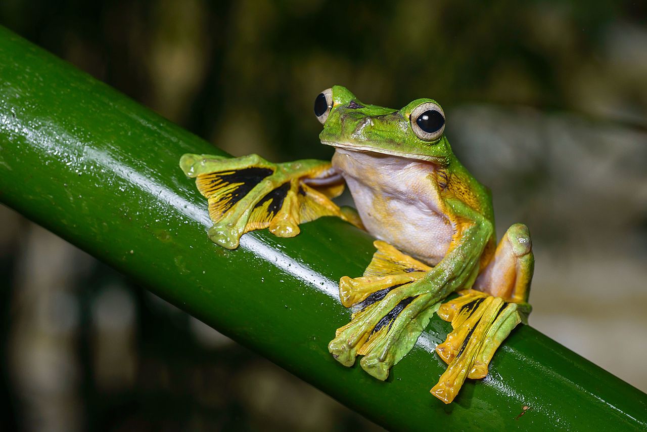 Wallace s Flying Frog Facts Picture Video In Depth Information