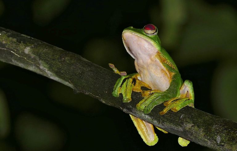Wallace's Flying Frog Facts, Picture, Video & In-Depth Information