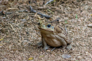 Australian Amphibians List with Pictures & Facts: The Amazing Frogs of ...