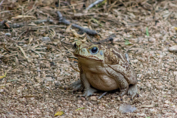 Australian Amphibians List with Pictures & Facts: The Amazing Frogs of ...