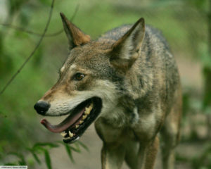 Red Wolf Facts & Pictures, Critically Endangered Mammal, Complete Guide