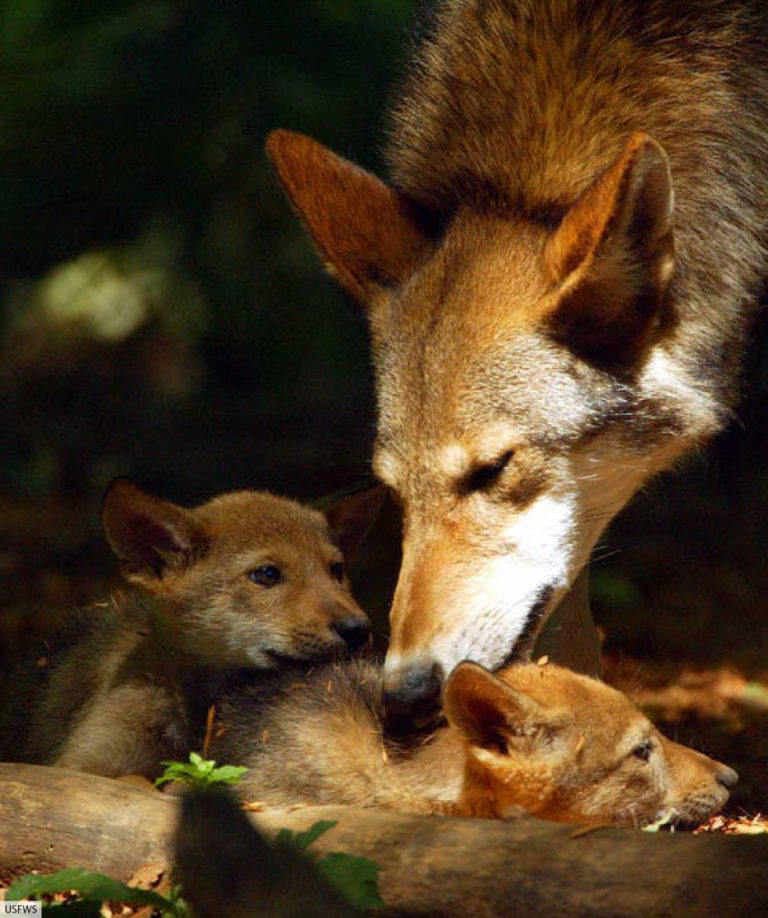 Red Wolf Facts & Pictures, Critically Endangered Mammal, Complete Guide