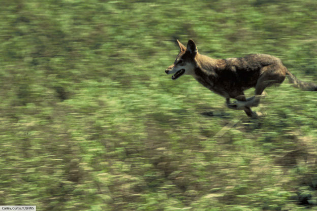 Red Wolf Facts & Pictures, Critically Endangered Mammal, Complete Guide