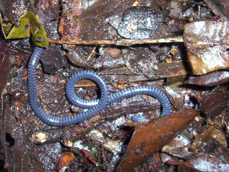 African Amphibians List With Pictures & Facts: Amazing Amphibians Of Africa