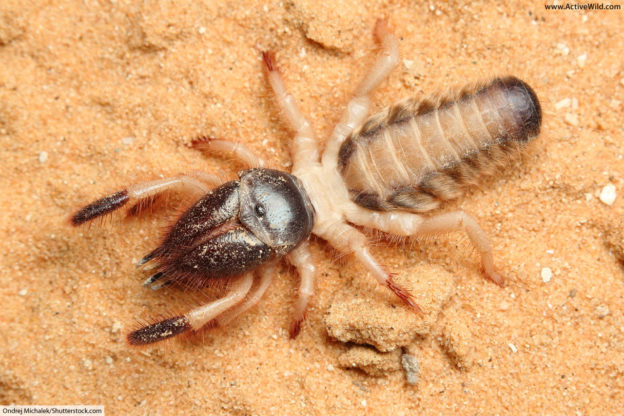 Camel Spider Facts, Pictures & In-Depth Information. Desert Arachnids