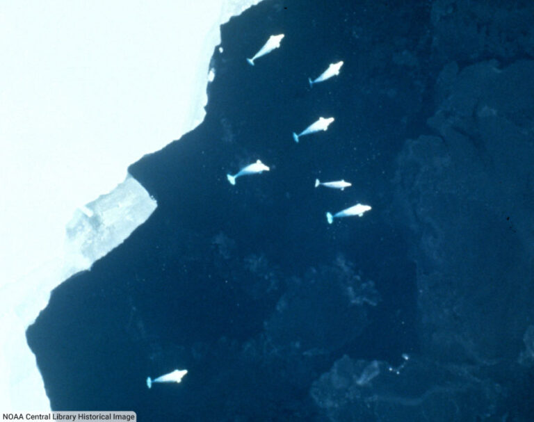 Beluga Whale Facts: The White Whale Is An Amazing Arctic Marine Mammal