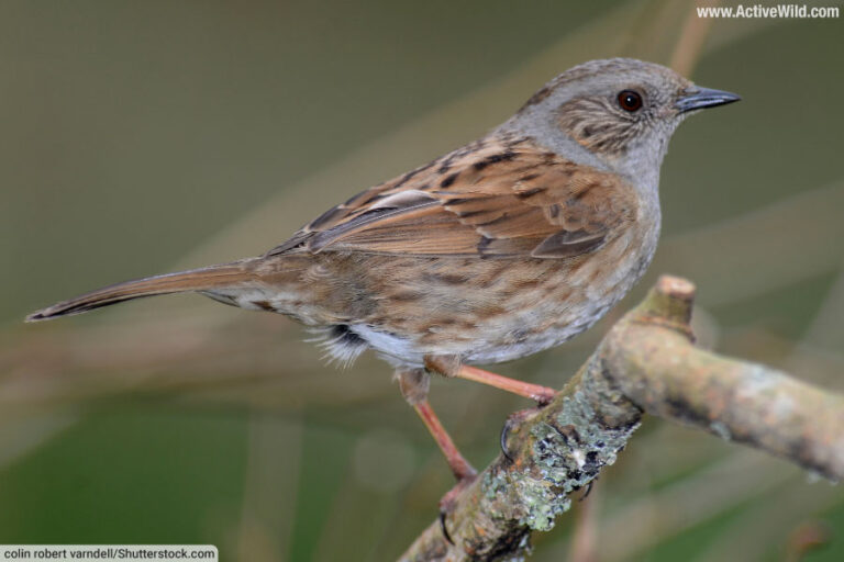 Birds Of Britain: A List With Pictures & Facts For Kids & Adults