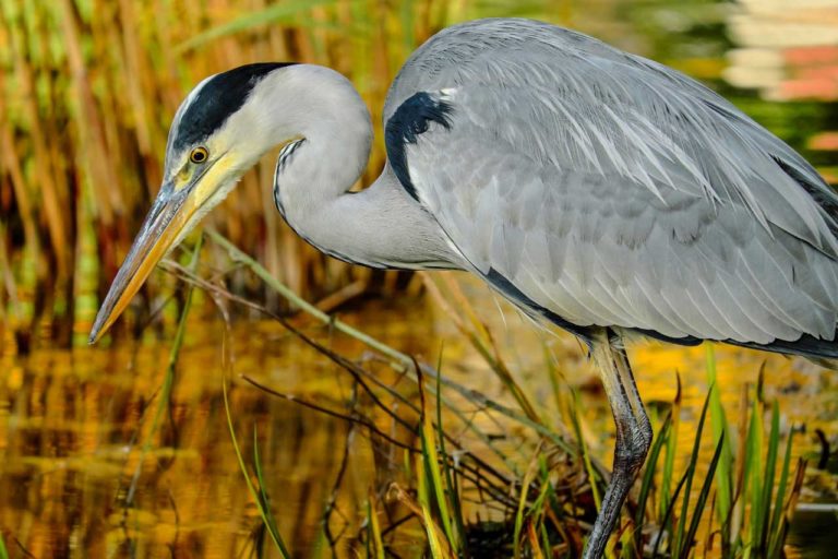 List of Common British Birds With Pictures & Facts For Kids & Adults