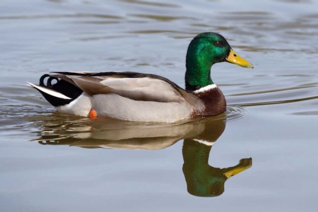 List of Common British Birds With Pictures & Facts For Kids & Adults