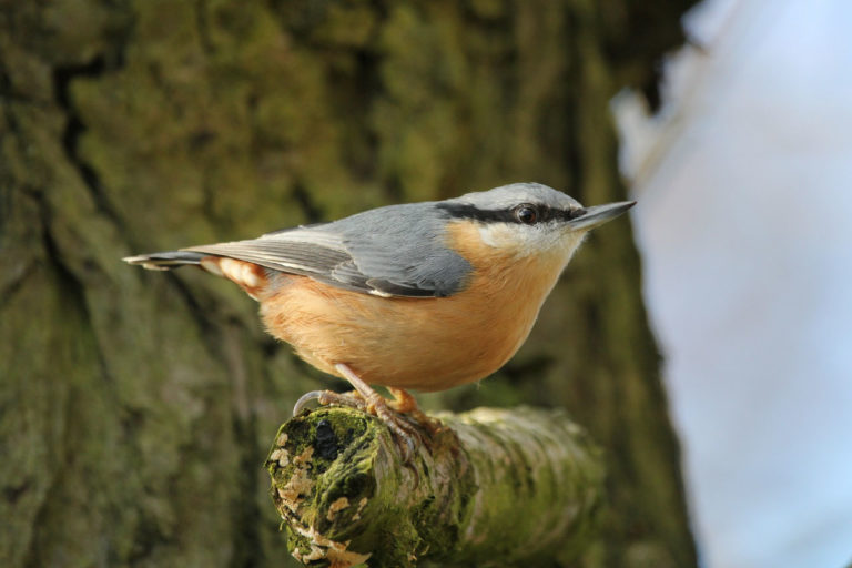 Birds Of Britain: A List With Pictures & Facts For Kids & Adults