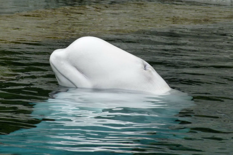 Beluga Whale Facts: The White Whale Is An Amazing Arctic Marine Mammal