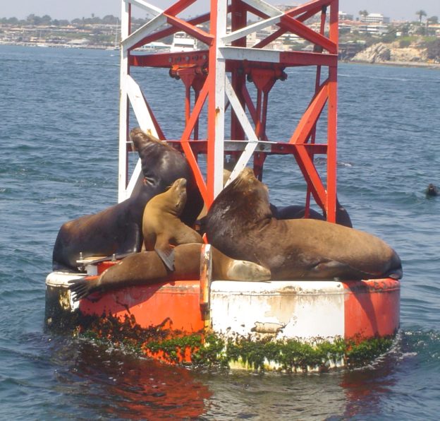 California Sea Lion Facts, Pictures, Video & In-Depth Info for Kids ...