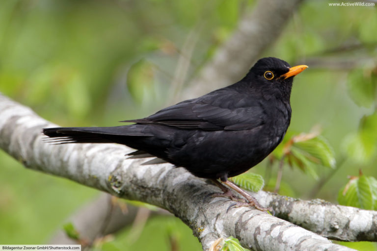 List of Common British Birds With Pictures & Facts For Kids & Adults