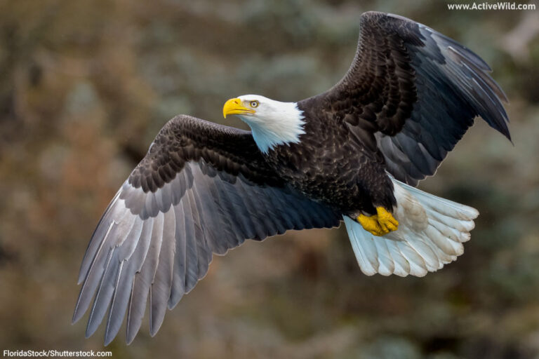 Different Types Of Birds: List With Pictures & Interesting Facts