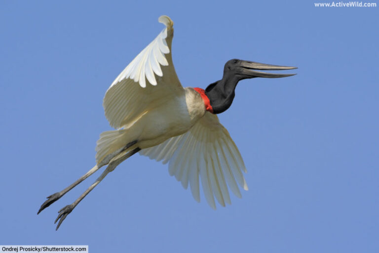 Weird Birds Pictures & Facts – The World's Strangest Bird Species