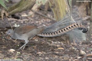 Weird Birds Pictures & Facts – The World's Strangest Bird Species