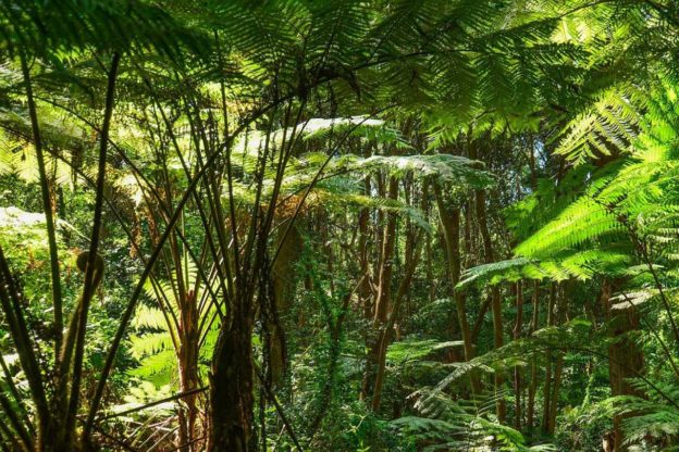 The Triassic Period Facts For Kids & Adults: Animals, Climate, Geography