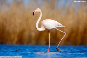 Different Types Of Birds: List With Pictures & Interesting Facts
