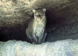 Jaguarundi Facts, Pictures & Information for Kids & Adults