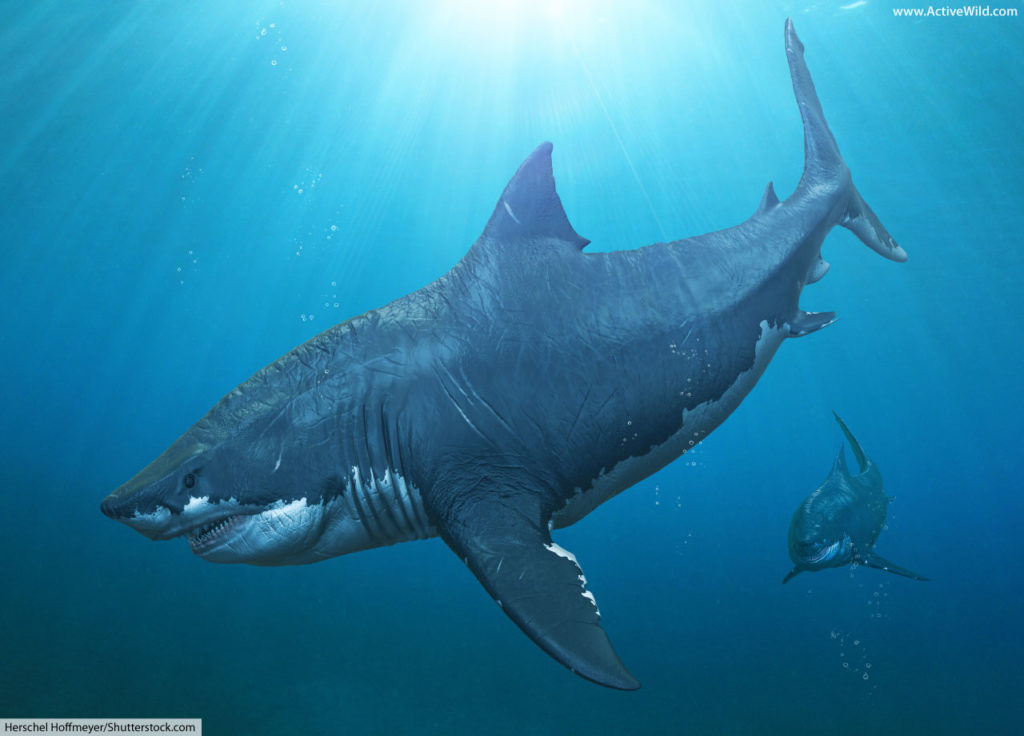 Prehistoric Sea Creatures With Pictures Interesting Facts