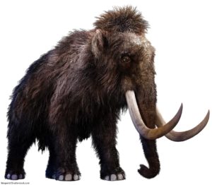 Woolly Mammoth Facts For Kids & Adults: Meet A Famous Ice Age Animal