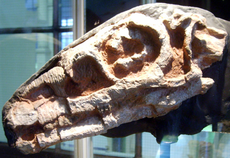 Triassic Dinosaurs List with Pictures & Facts: Triassic Period Dinos