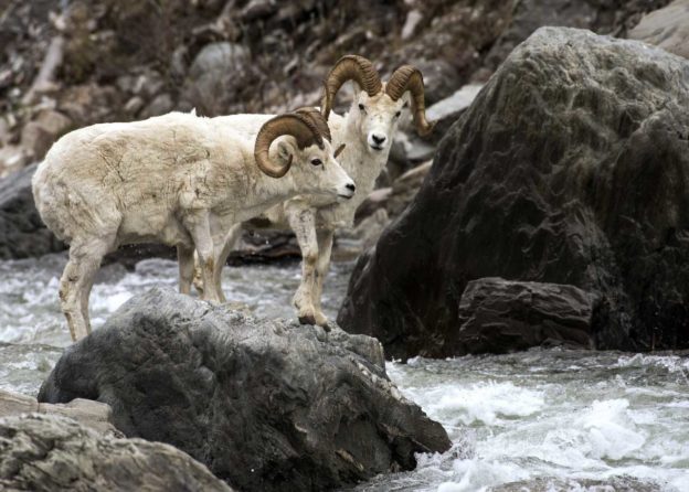 Dall Sheep Facts, Pictures & Information - Thinhorn Sheep: Ovis dalli