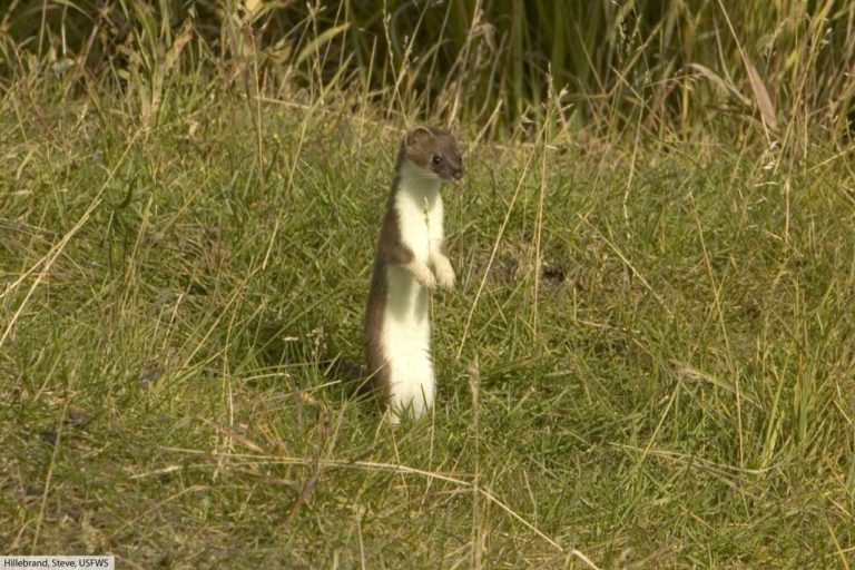 Stoat / Ermine / Short-Tailed Weasel Facts, Pictures & Information