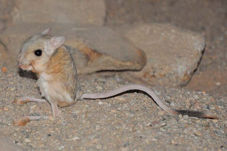 Desert Animals List With Pictures & Amazing Facts