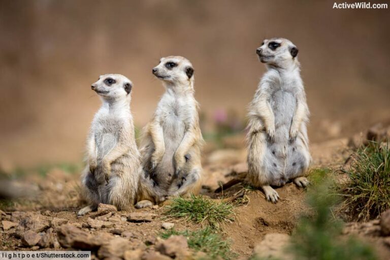 Animals That Start With M: List With Pictures & Interesting Facts