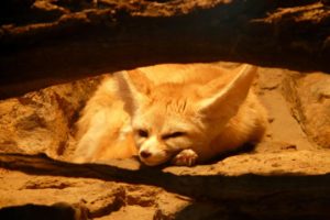 Fennec Fox Facts, Pictures & Information: African Desert Fox