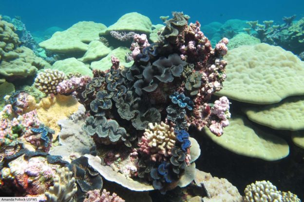 Ocean Animals For Kids & Adults: List Of Animals That Live In The Ocean