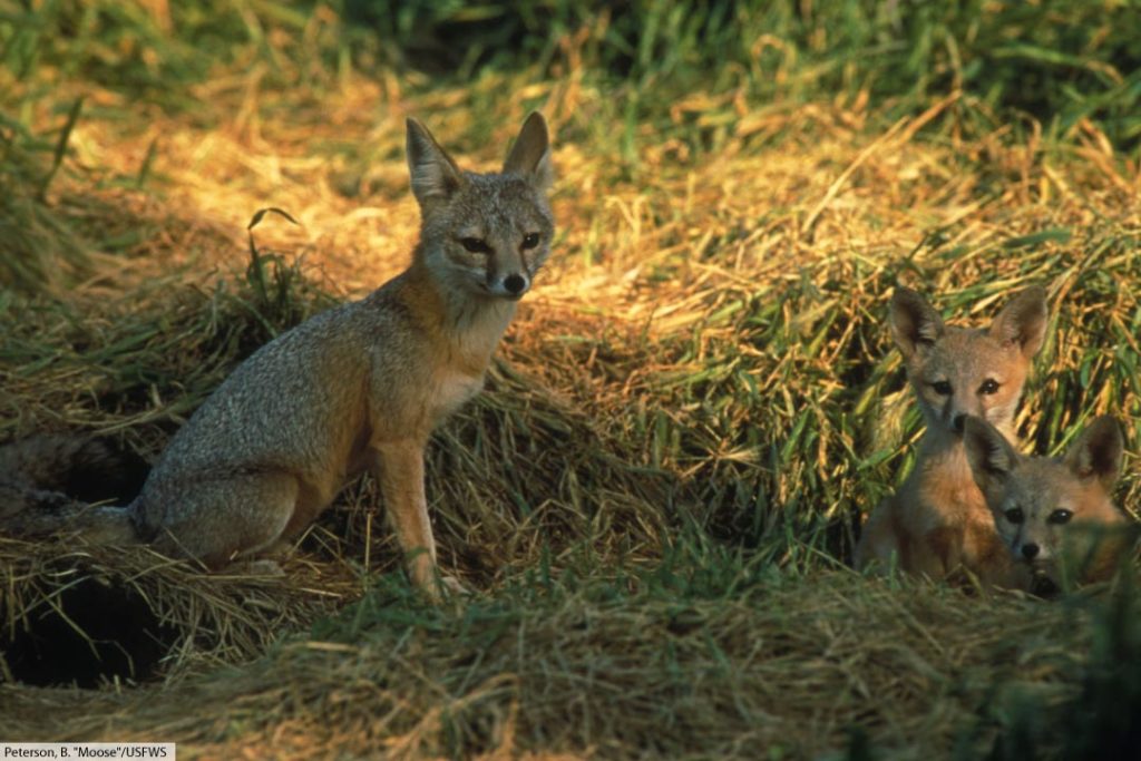 Desert Animals For Kids List With Pictures Facts Desert Adaptations Desert Animals For Kids List With Pictures Facts Desert Adaptations