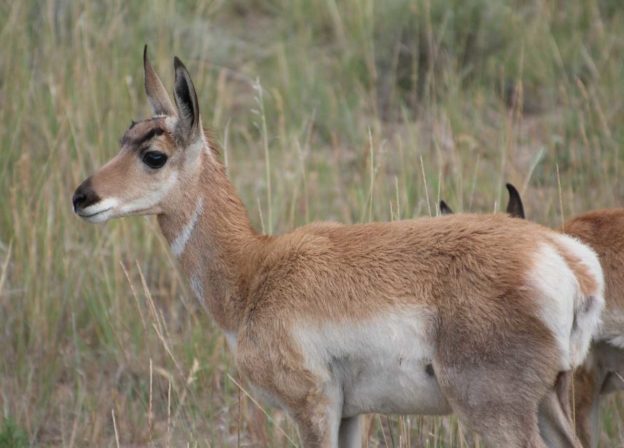 Pronghorn Facts, Pictures, Video & In-Depth Info: Second-Fastest Animal