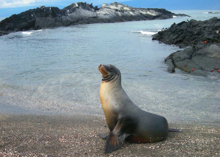 Ocean Animals For Kids & Adults: List Of Animals That Live In The Ocean