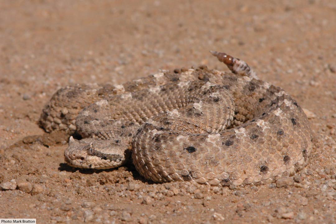 Sidewinder Snake Facts Desert Animal With A Distinctive Sideways Crawl Sidewinder Snake Facts Desert Animal With A Distinctive Sideways Crawl